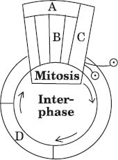Given below is a schematic break-up of the phases / stages of cell cycle: