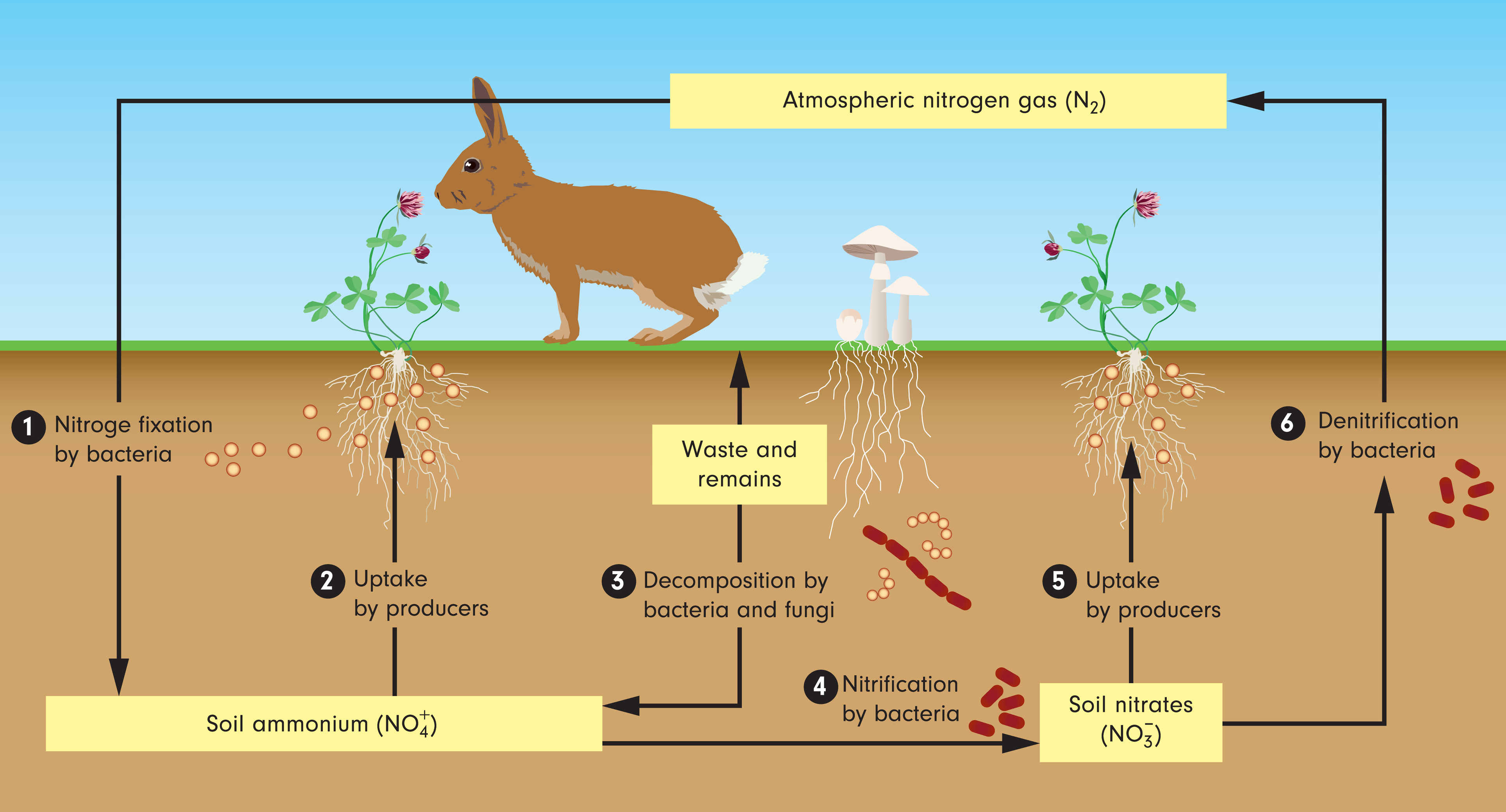 What Is Plant Physiology Read Definitions Topics Notes And Tips What Is Plant Physiology Read Definitions Topics Notes And Tips