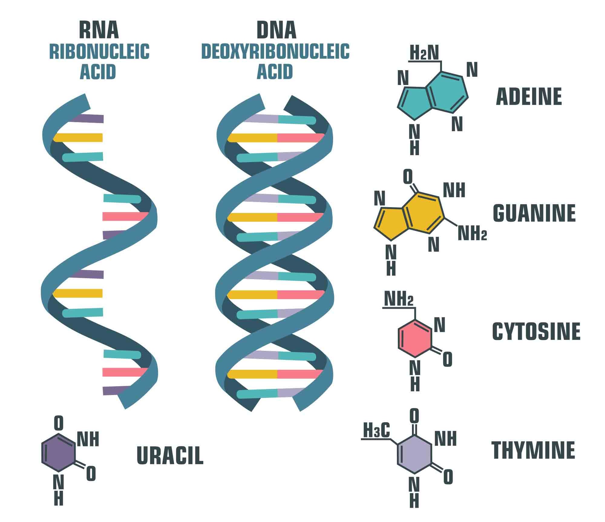 Biomolecules Definition Structure Classification 53 OFF