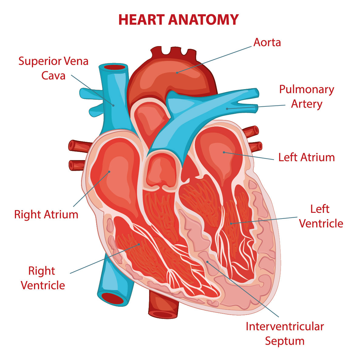 Introduction To Human Physiology Definition Notes Topics Tips And Introduction To Human Physiology Definition Notes Topics Tips And