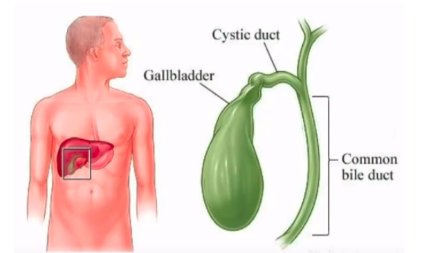 Gallbladder: Its Location, Anatomy and Functions MCQ - Practice ...