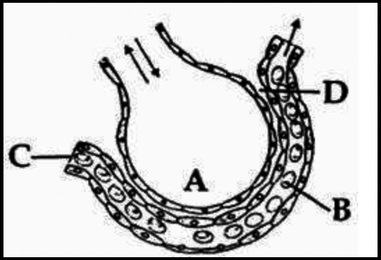 The figure given below shows a small part of human lung where exchange ...