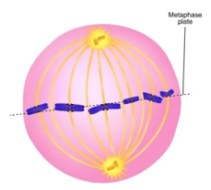 Identify the phase of meiosis I.