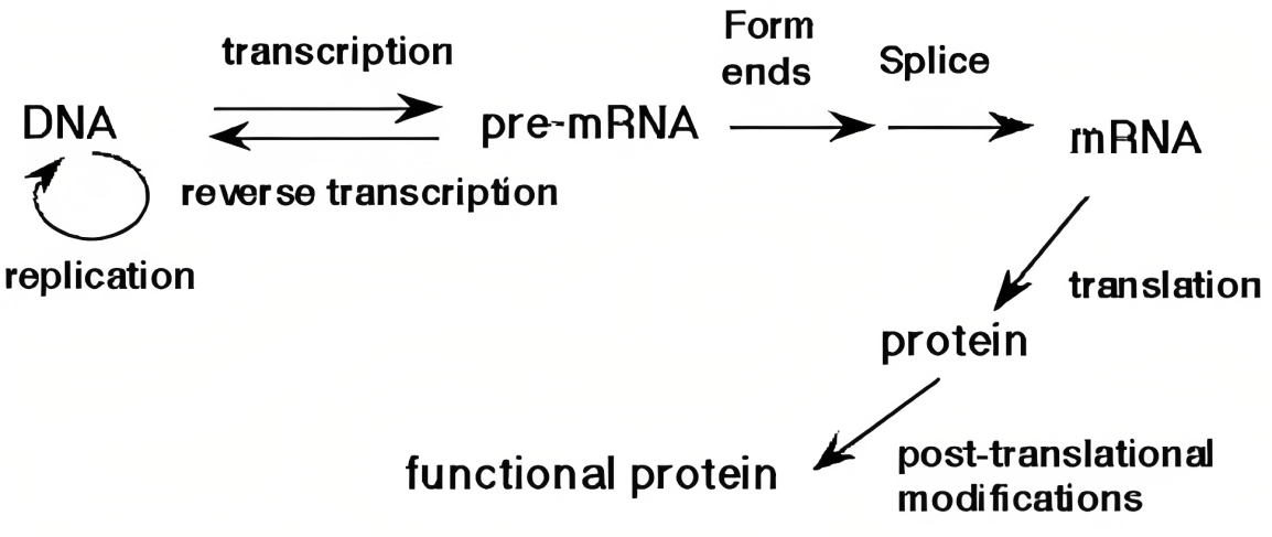 DNA-directed synthesis of proteins occurs through:Option: 1 ...