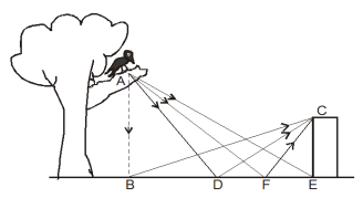 A crow is sitting on a branch of a tree and on ground surface wheat ...